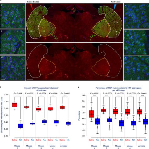 na induces a reduction in mhtt aggregates in r6 2 mice the effect of na