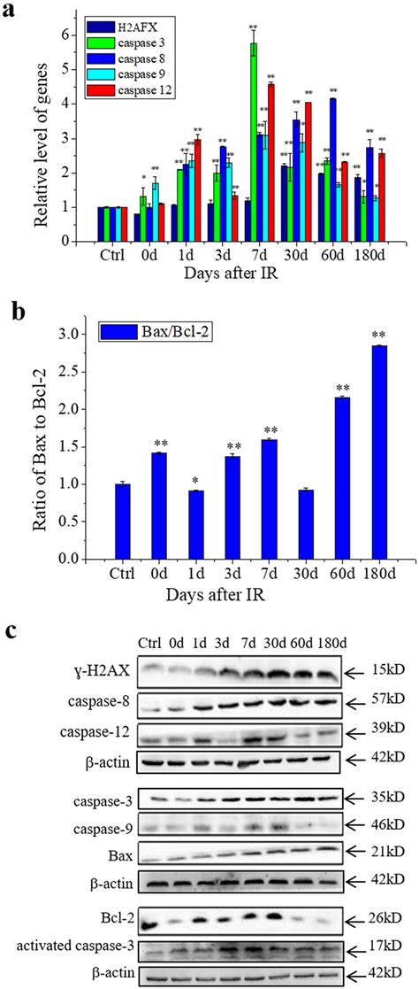 Inductions Of Apoptosis And Related Genes And Proteins In The Testis