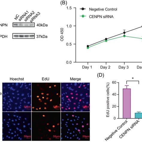 Effects Of Cenp‐n Knockdown On The Proliferation Of Stad Cells A
