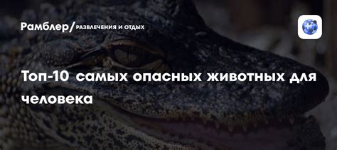 10 самых опасных животных для человека Рамблер развлечения и отдых
