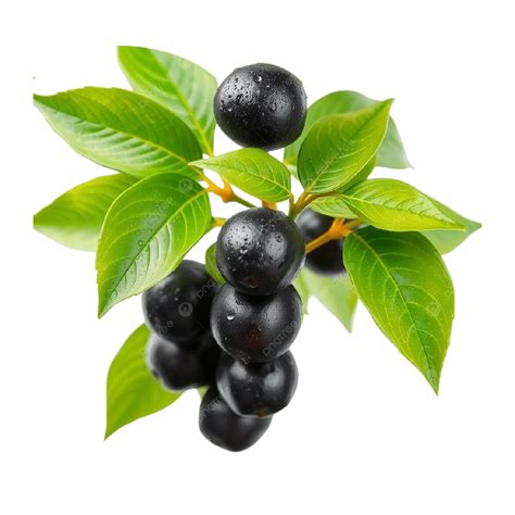 Summer Season Black Jamun Fruit With Leaf Ripe Jamun Agriculture