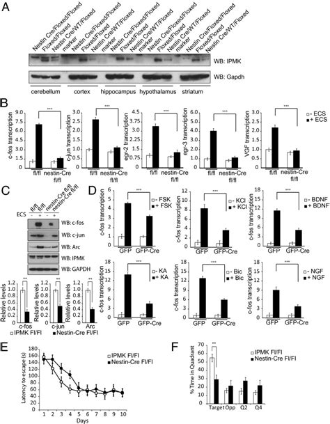 Inositol Polyphosphate Multikinase Is A Transcriptional Coactivator Required For Immediate Early