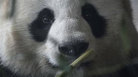 Some Pandas Are Losing Their Black Eye Patches Fox News