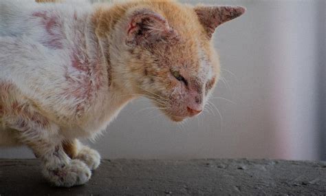 Sarna Em Gatos 4 Tipos Sintomas E Tratamentos Essenciais Para Seu Gato Gold Lab Vet