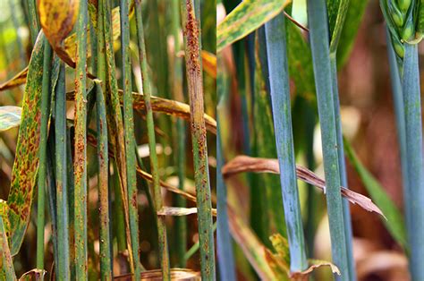 Wheat Stem Rust Ug99 NZ Government