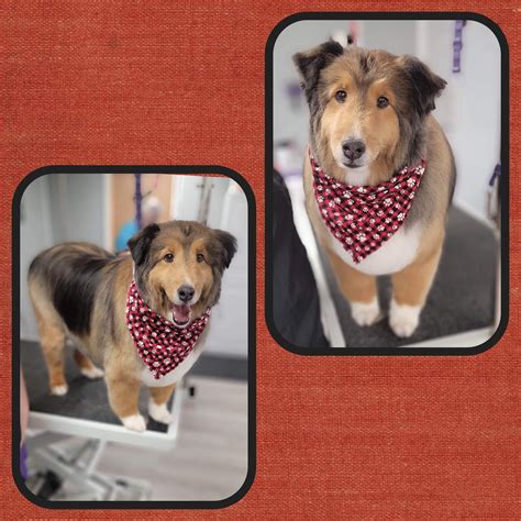 Our Handsome Friend Scooby The Twin Scissors K9 Designs