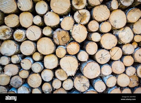 Stack Of Tree Trunks Texture Background Wallpaper Stack Of Tree