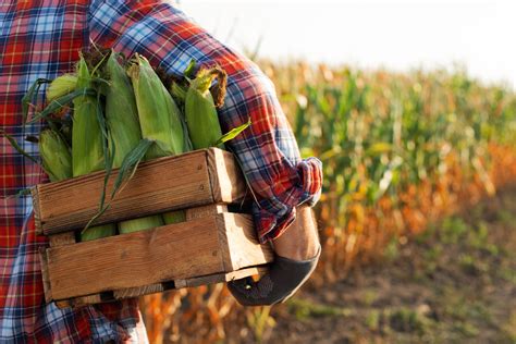 10 Eco Friendly Bubble Wrap Alternatives