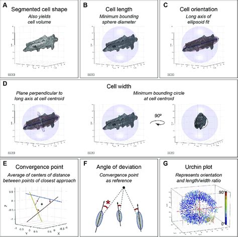 longaxis data analysis and outputs a cell shape and cell volume 3d