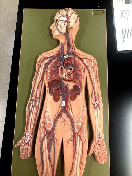 Common Carotid Diagram Quizlet