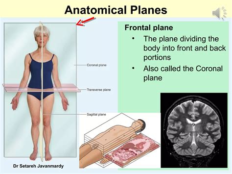 Introduction To Anatomy Anatomical Terms Ppt