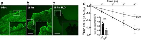 The Choroid Plexus Remains Viable Ex Vivo A Calcein Am Staining Of