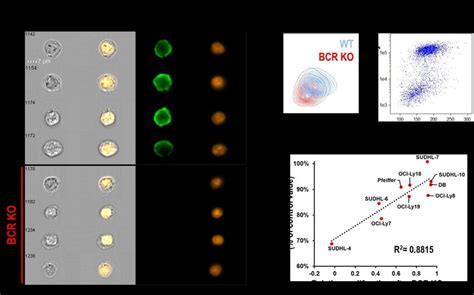 Figure S4 Bcr Ko Reduces Cell Size In Gcb Dlbcl Lines A Individual Download Scientific