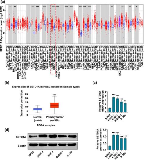 Setd1a Is Upregulated In Nasopharyngeal Carcinoma Cells A And B
