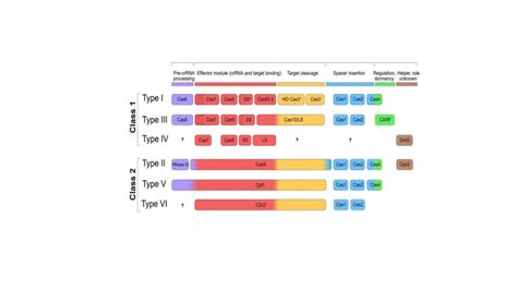 Introduction Into Crisprcas
