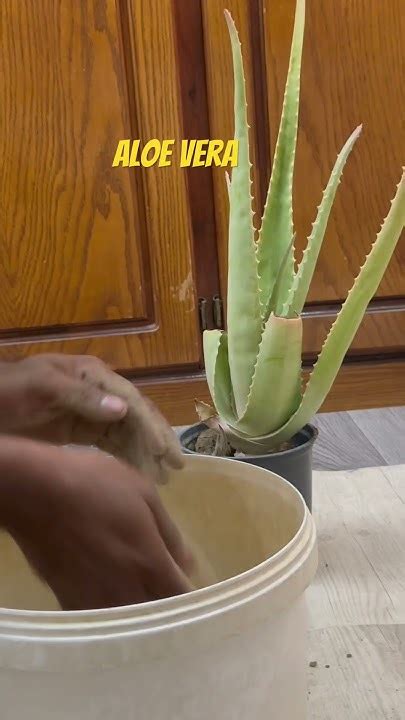 Aloe Vera From Al Juabil Saudi Arb Youtube
