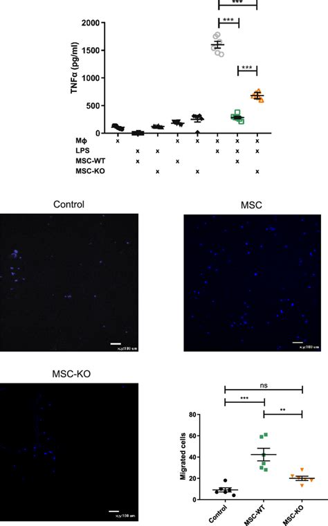 Ccl2 Deficiency Reduced Msc Immunomodulatory Capacity A Co Culture