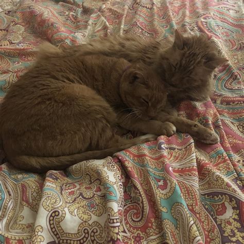 A Grooming Puddle Of Cuddles Rthecuddlepuddle