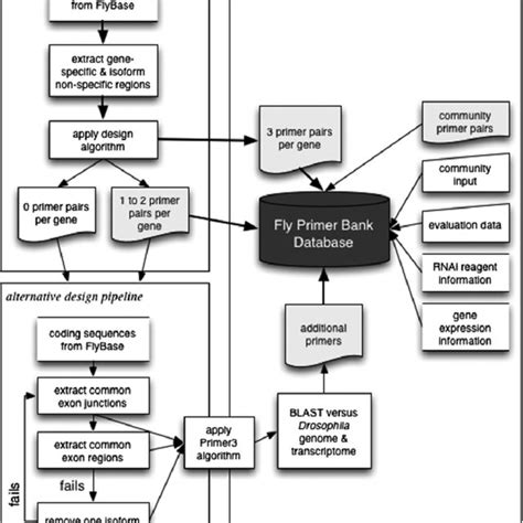 primer design and annotation pipeline download scientific diagram