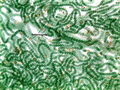 Morphology Scientist Site