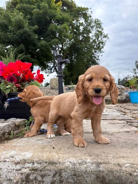 Cocker Spaniel Puppies For Sale From Private Sellers Under £665
