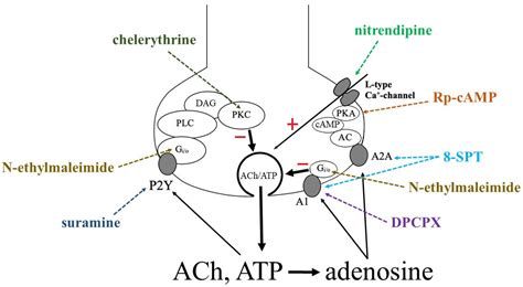 Presynaptic Purinergic Modulation Of The Rat Neuro Muscular Transmission