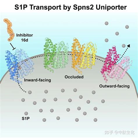 Cell：李佳学 李晓淳等解析spns2介导的磷酸鞘氨醇转运机制 知乎