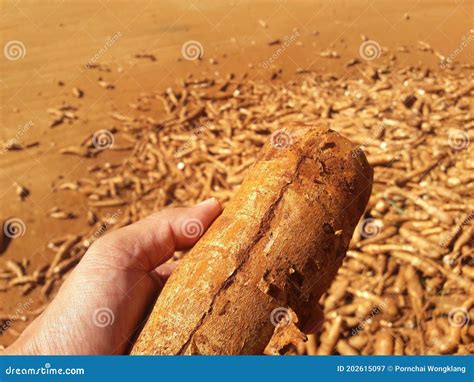 Big Cassava On Left Hand Over Cassava Mountain Stock Image Image Of