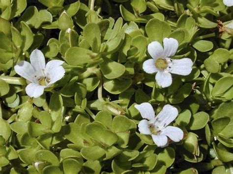Bacopa Monnieri