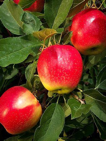 Buy Ein Shemer Apple Trees Online The Tree Center