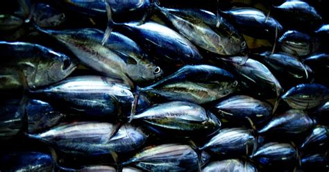 Selenium Health Benefits Sources And Potential Risks
