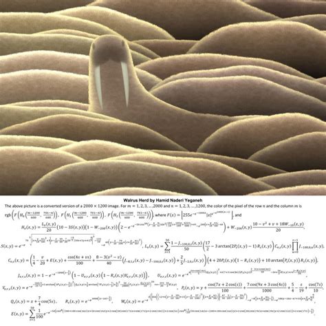 I Drew This Walrus Herd With Mathematical Equations Hamid Naderi Yeganeh