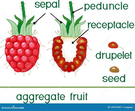 Internal And External Structure Of Raspberry Aggregate Fruit Stock