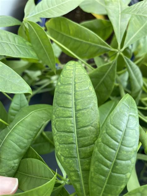 Help Leaves Started Turning Speckledpatchy Pachira Aquatica R