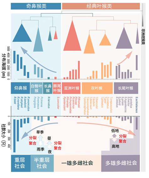 Science Cover Article Nwu Golden Monkey Research Team Reveals The
