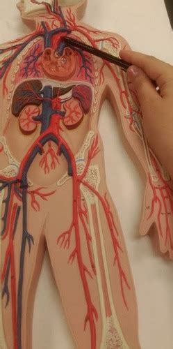 A P Lab Exam Flashcards Quizlet