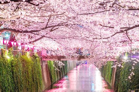 2018 일본벚꽃여행 추천 명소 10