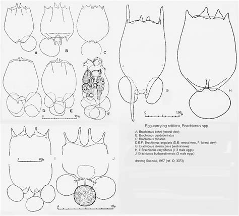 Brachionus Morphology