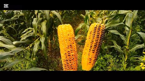 බඩ ඉරිගු කමුද Youtube