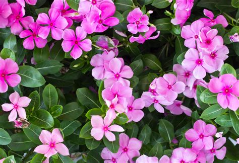 Vinca Cuidados Poda Y Reproducción Guía Completa
