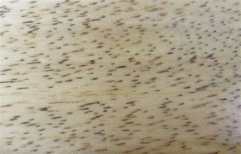 Wood Identification Guide The Wood Database