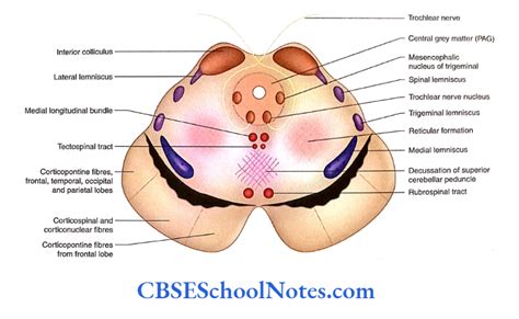 Brainstem Midbrain Notes Cbse School Notes