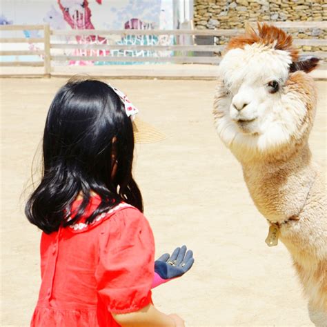 강원도 여행 홍천 알파카월드 나들이 아이랑 갈만한곳 네이버 블로그