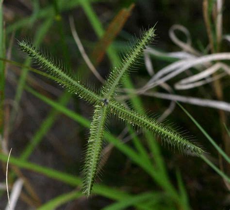 Flora Of Mozambique Species Information Individual Images Dactyloctenium Aegyptium