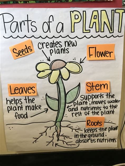 Plant Science Parts Of A Plant Activity Artofit