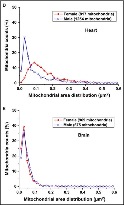 Sex‐specific Differences In Mitochondria Biogenesis Morphology Respiratory Function And Ros
