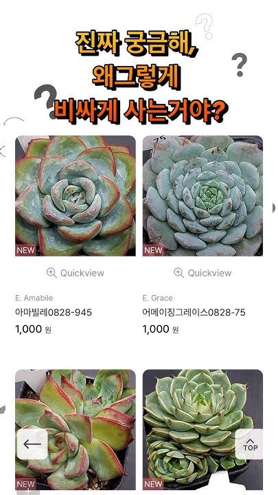 다육이 다육식물 다육이저렴한곳 엑스플랜트 예쁜다육 희귀다육 초보다육이 초보식집사 반려식물 Succulent 에케베리아 다육라방 다육라이브 라이브방송