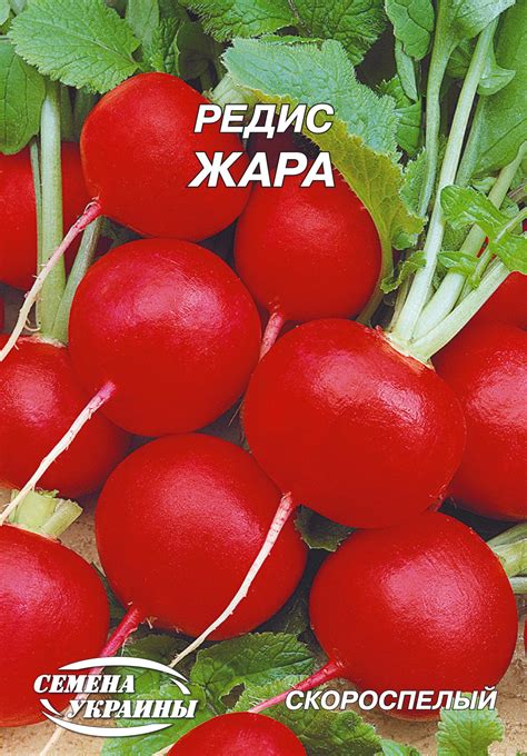 Редиска Жара [20г] - ОВОЧЕВІ - Насіння України