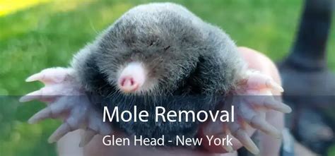 Mole Removal Glen Head Get Rid Of Moles In Your Garden Humanely In