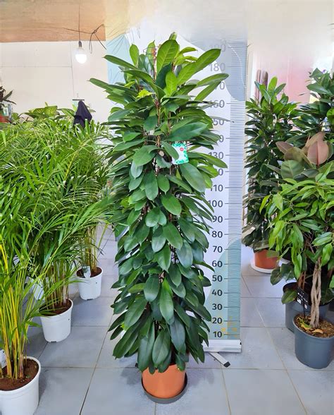 Florato Ficus Cyathistipula 825 ლარი Facebook